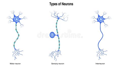 Tipos De Neuronas Vectorial Ilustración Gráfica Ilustración Del Vector Ilustración De