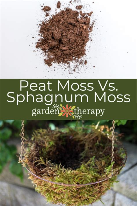 What S The Difference Between Sphagnum Moss Vs Peat Moss Garden Therapy