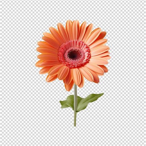 투명 한 배경 에 분리 된 게르베라 꽃 Png 프리미엄 Ai 생성 Psd