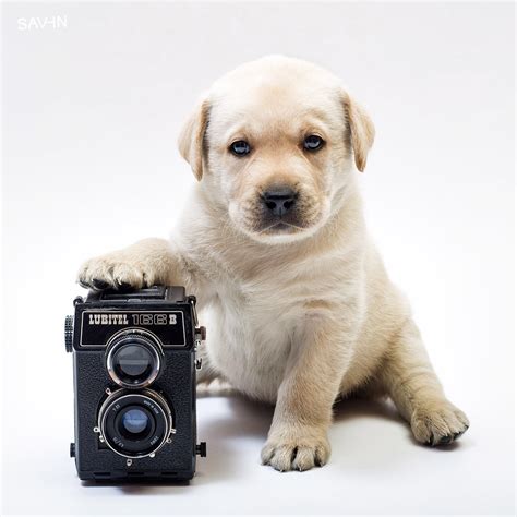 Щенячий пост: sav_in — LiveJournal