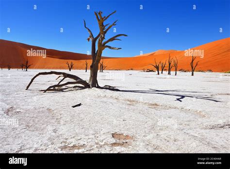 Dead Camelthorn Trees Against Red Dunes And Blue Sky In Deadvlei