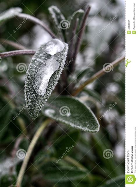 Frozen Leaves Of Sage Salvia Folium Salviae With Frozen Dew Drop