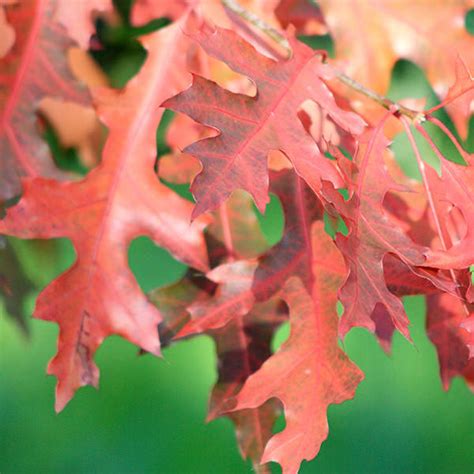 Quercus Palustris Majestic Trees