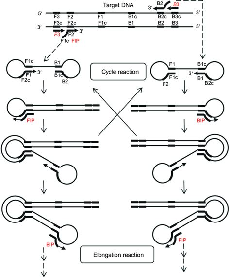 Schematic Representation Of The LAMP Mechanism Design Of The Download Scientific Diagram