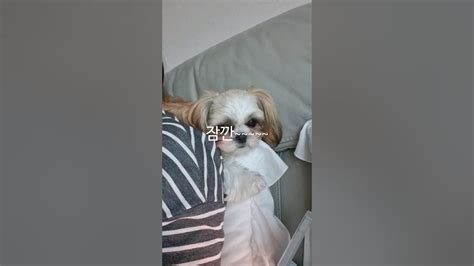 엄마껌딱지강아지 시츄 생후260일 귀여운 졸려 Youtube
