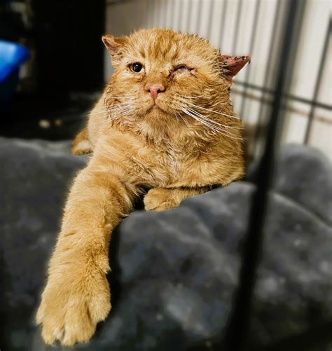 Senior Cats Needing A Forever Home Edmonton Cold Weather Animal Rescue