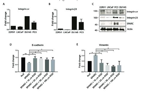 Expression Of Integrin αvβ3 Subunits In Prostate Cancer Cell Lines And
