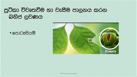10 ශ්‍රේණිය 1පාඩම ශාක තුළ ඛනිජ ලවණ වල කාර්යභාරය Youtube