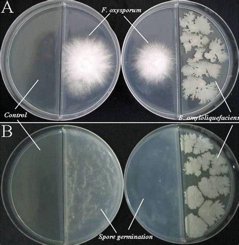 Bacillus Amyloliquefaciens Alchetron The Free Social Encyclopedia