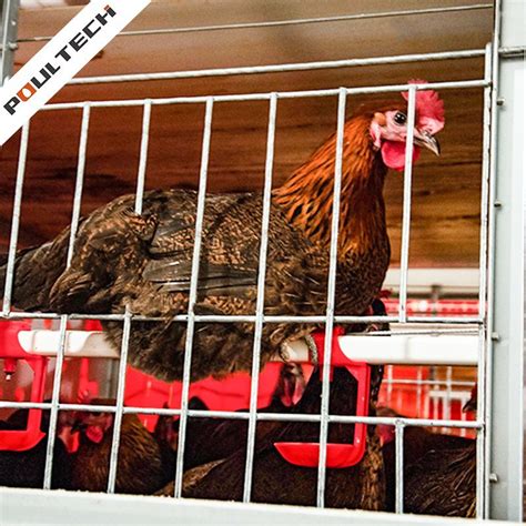 Poul Tech H Type Automatic Battery Poulets Reproducteurs Broiler