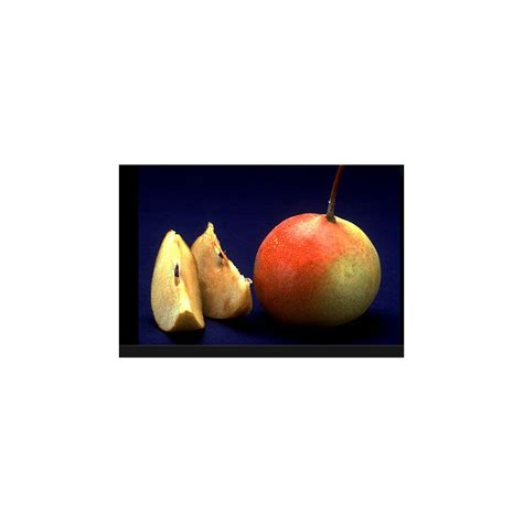 Poire De Bollwiller Ou Sorbopyrus Shipova Est Un Arbre Fruitier Rare