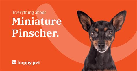 Miniature Pinscher Guide Traits Care Adoption And Cost