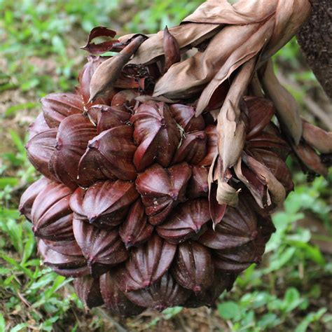 Nipah Palm Fruit Plant Nypa Fruticans Veliyathgardens