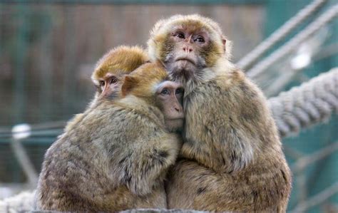 ვენის ზოოპარკი