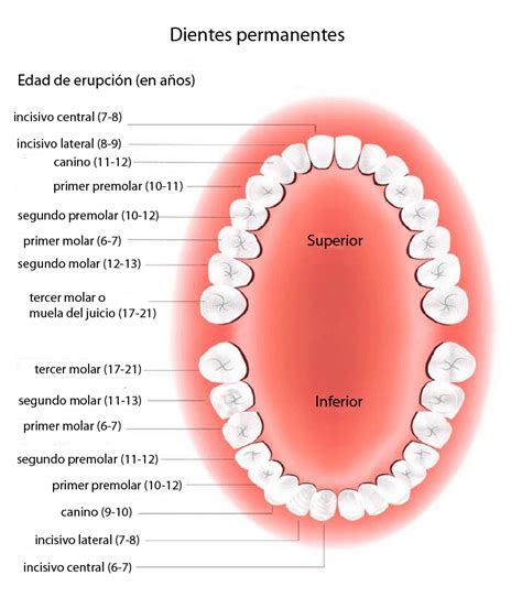 Programa De Promoción Y Prevención En Salud Oral Grupo 73 Dentición