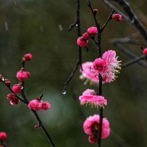 大雪過後春天的氣息臘梅花開 暗香浮動 每日頭條