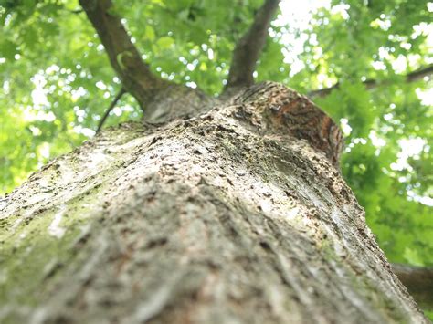 Tree Trunk Free Photo On Pixabay Pixabay