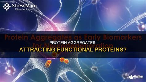 Protein Aggregates Attracting Functional Proteins Medshun