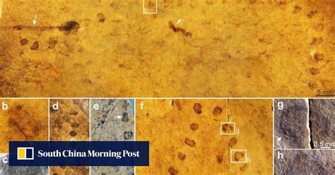 Chinese Scientists Find New Clue To Origin Of Life On Earth In ‘string