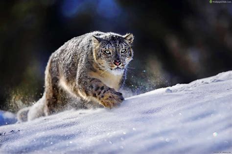🔥 50 Snow Tiger Wallpapers Wallpapersafari