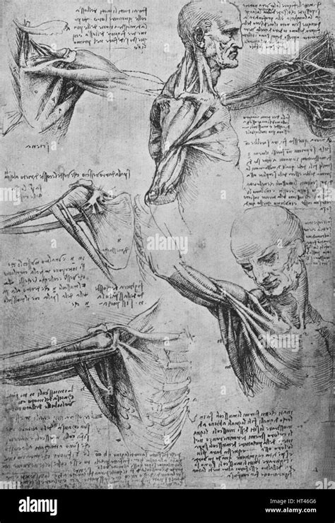 Leonardo da vinci anatomy Fotos und Bildmaterial in hoher Auflösung Seite Alamy