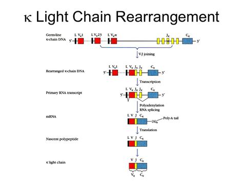 Solved Draw The Intron Exon Structure Of The Kappa Light Chain Gene