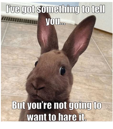 Funny Bunny Rmemes