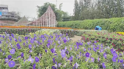 คลิป ลมหนาวมาเยือน ทุ่งดอกไม้ “ฟลอร่าพาร์ค” วังน้ำเขียว เริ่มบานสะพรั่งรอต้อนรับนักท่องเที่ยว