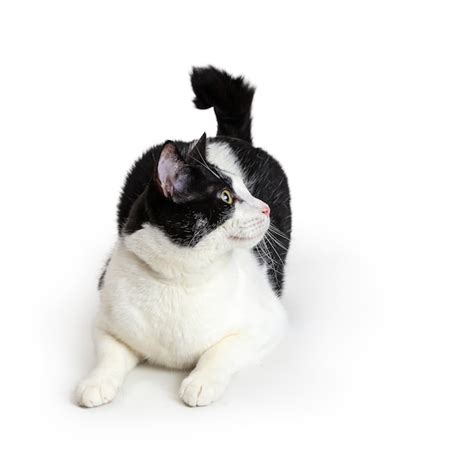 Premium Photo Domestic Shorthair Cat Lying Down Looking Side