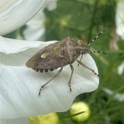 Shieldbug — Great English Outdoors