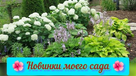 Обзор новых гортензий в моём саду Youtube
