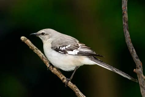 Night Birds In Florida Global Birding Initiative
