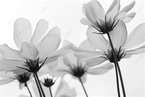 Daises Background Images Hd Pictures And Wallpaper For Free Download Pngtree
