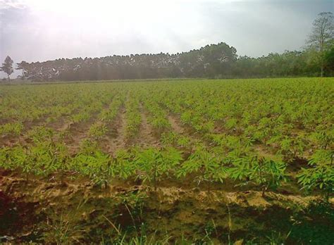Kebun Singkong