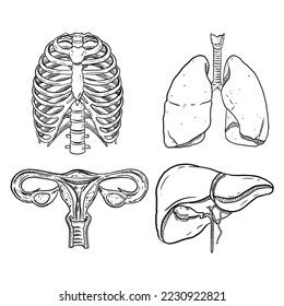 Set Sketch Hand Drawn Human Organ Stock Vector Royalty Free