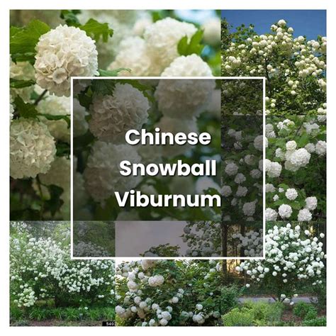 How To Grow Chinese Snowball Viburnum Plant Care And Tips Norwichgardener