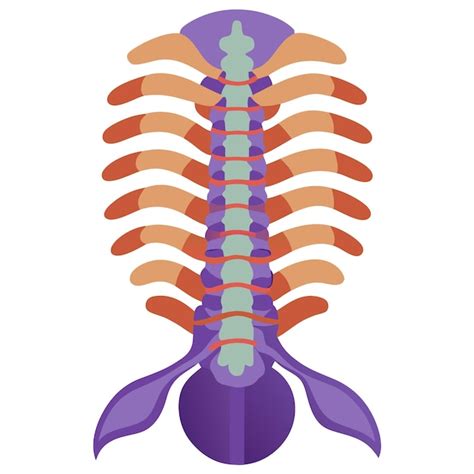 Anatomía de la columna vertebral humana arte y ilustración vectorial de
