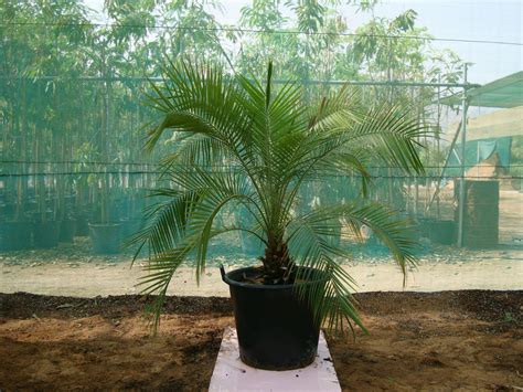 Pygmy Date Palm Phoenix Roebelenii Fresh Seeds 20pc — Growing Hope Seeds