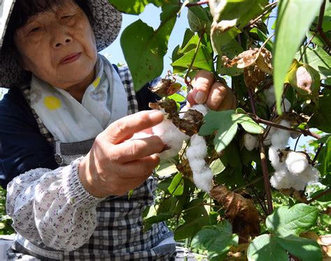 綿花の摘み取り 真岡WEB写真館 ニュースWEB写真館下野新聞デジタル