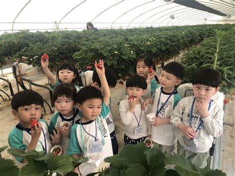 광주시 새별초등학교병설유치원 딸기따기 교외체험학습 실시
