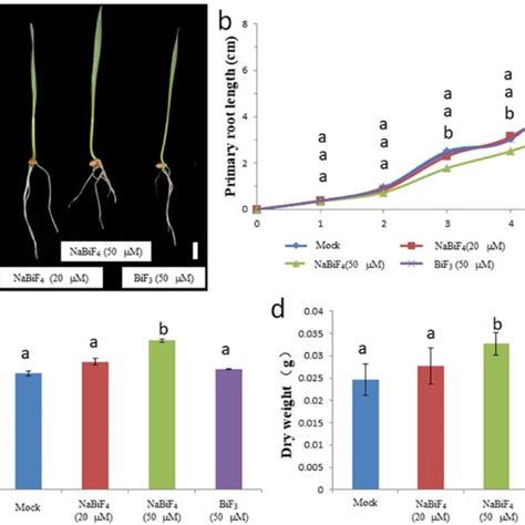 Cross section images of the wheat root tip treated with50 μM NaBiF 4 Download Scientific