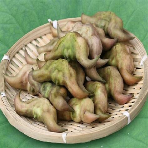 洪湖菱角详细介绍特点 洪湖特产 特色谷