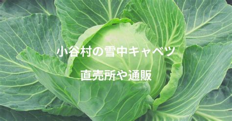 雪中キャベツの直売所や値段は通販お取り寄せも紹介 長野県小谷村