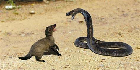 Indian King Cobra Vs Mongoose