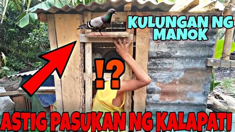 KULUNGAN NG MANOK NAGING KULUNGAN NG KALAPATI YouTube