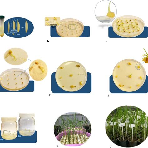 Agrobacterium Mediated Transformation And Regeneration Steps In The Download Scientific Diagram