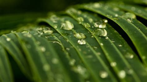 Macro Green Leaves Water Drops Wallpapers Hd Desktop And Mobile