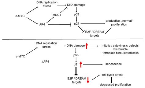 Cancers Free Full Text C Myc Induced Ap4 Attenuates Dream Mediated Repression By P53