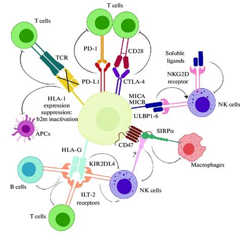 Generalized Immunological Tolerance Induction Strategies Used By Tumor Download Scientific