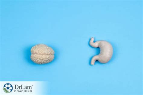The Gut Brain Skin Axis Connection And How To Keep It Balanced